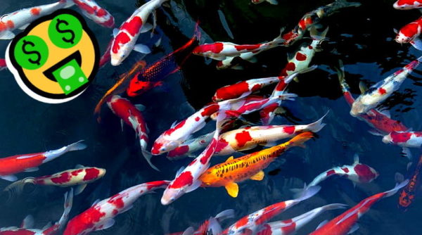 M'sian Cooks Her Japanese Koi Fish After They Perish, Makes A Very ...