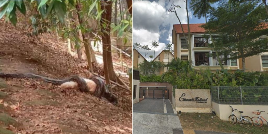 Pet Dog Gets Swallowed By Python Outside Holland Road Condo, ACRES ...