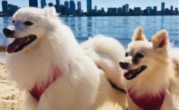 Pet Dog Gets Swallowed By Python Outside Holland Road Condo, ACRES ...