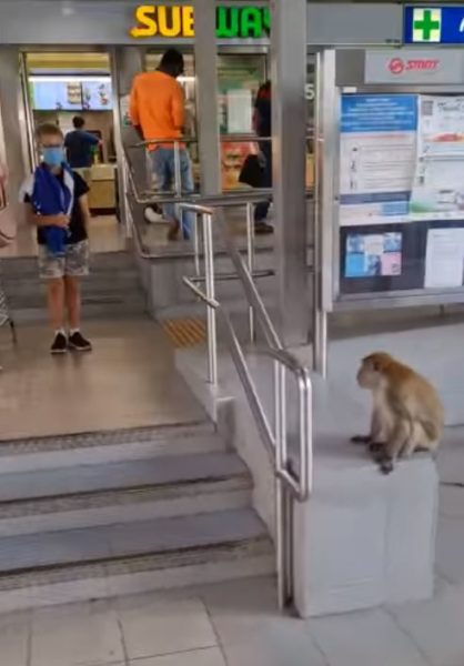 Monkey Lepaks Outside Lakeside MRT, Curiously Watches S'poreans Rushing ...