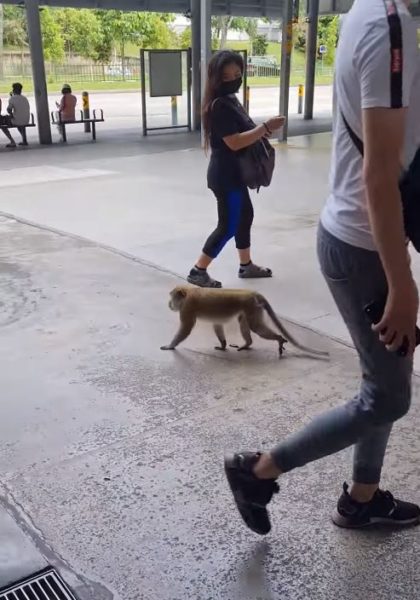 Monkey Lepaks Outside Lakeside MRT, Curiously Watches S'poreans Rushing ...