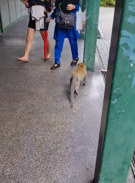 Monkey Lepaks Outside Lakeside MRT, Curiously Watches S'poreans Rushing ...
