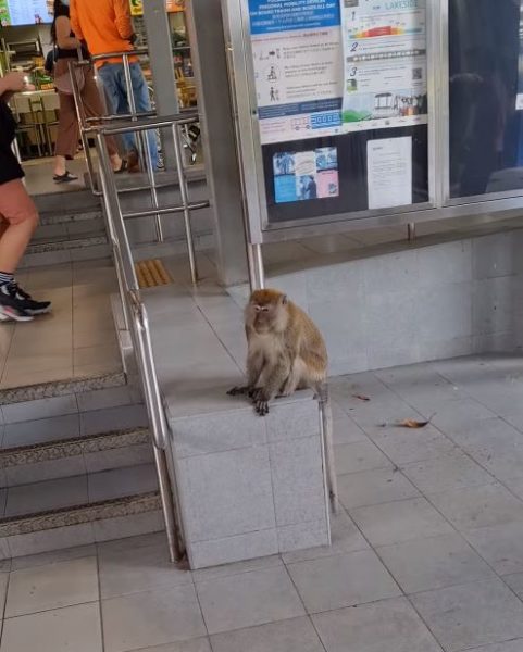 Monkey Lepaks Outside Lakeside MRT, Curiously Watches S'poreans Rushing ...