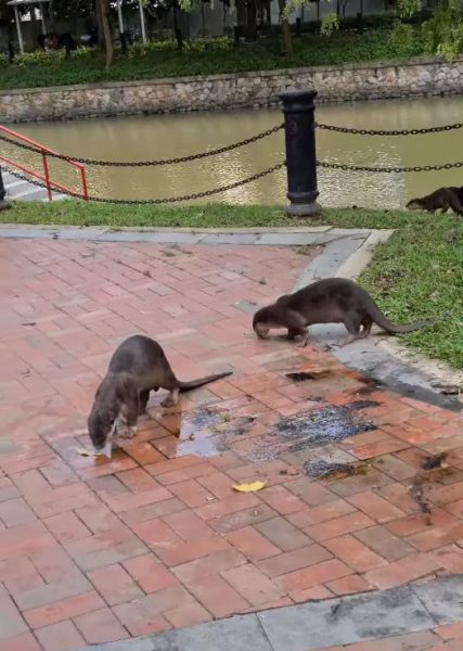 Python Literally Hangs Out On Bridge In Robertson Quay, Otters Seen ...