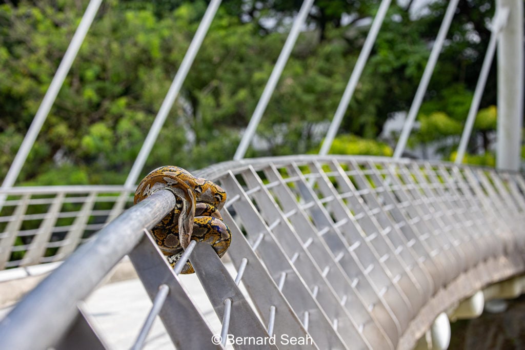 Python Literally Hangs Out On Bridge In Robertson Quay, Otters Seen ...