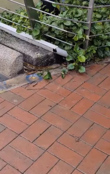 Python Literally Hangs Out On Bridge In Robertson Quay, Otters Seen ...
