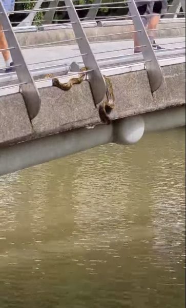 Python Literally Hangs Out On Bridge In Robertson Quay, Otters Seen ...