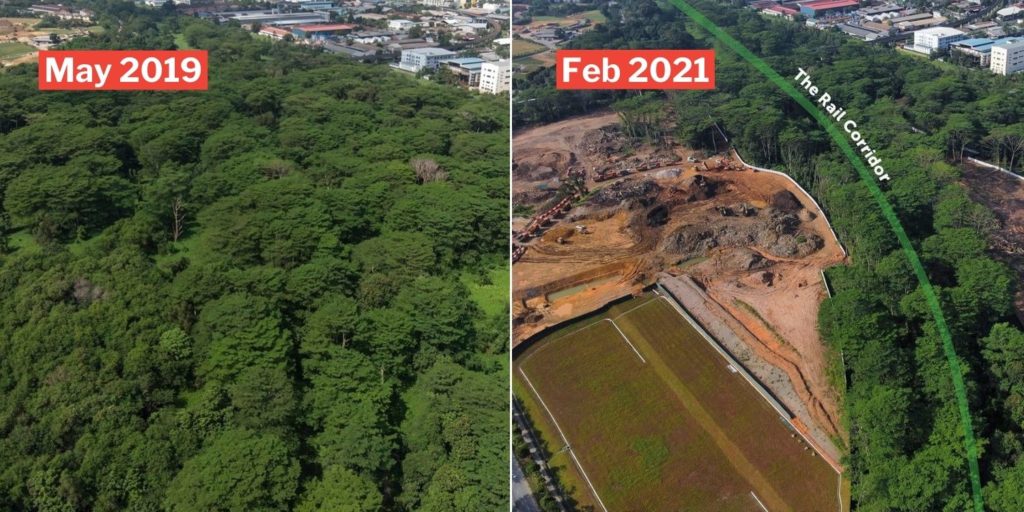 Kranji Woodlands Forest Has Large Patches Cleared, Nature Lovers Say ...