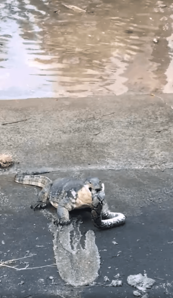 Monitor Lizard Chomps Down On Python At Ulu Pandan, Crowds Gather To ...