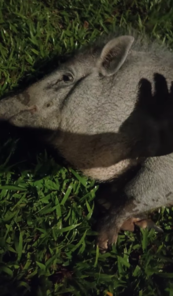 Wild Boar In S’pore Plops Over When Man Sayangs It, Goes Weak Upon His ...