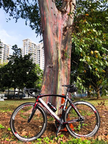 Tree With Rainbow Bark Found In Katong, Looks Like Melted Paddle Pop