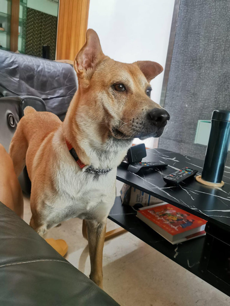 HDB-Approved Dog Seeks New Fosterer Or Adopter, May Be Homeless Come 1 Mar