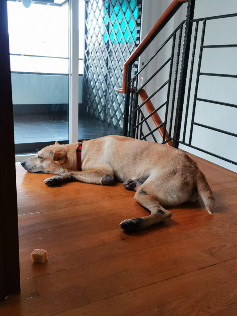 HDB-Approved Dog Seeks New Fosterer Or Adopter, May Be Homeless Come 1 Mar
