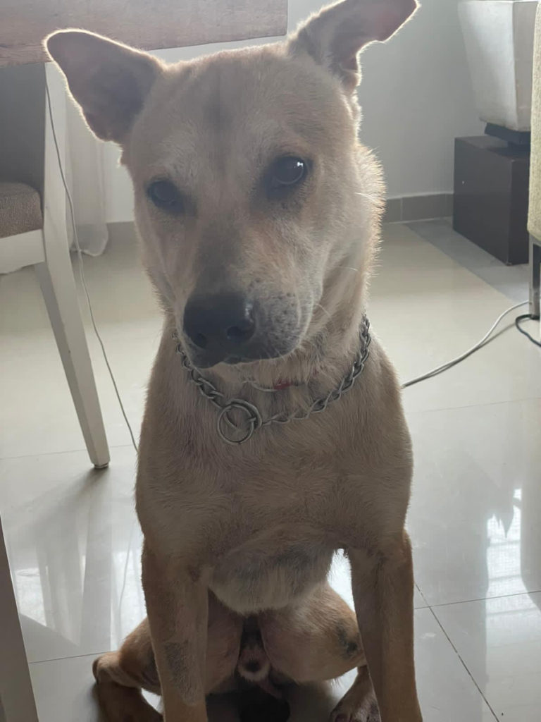 HDB-Approved Dog Seeks New Fosterer Or Adopter, May Be Homeless Come 1 Mar