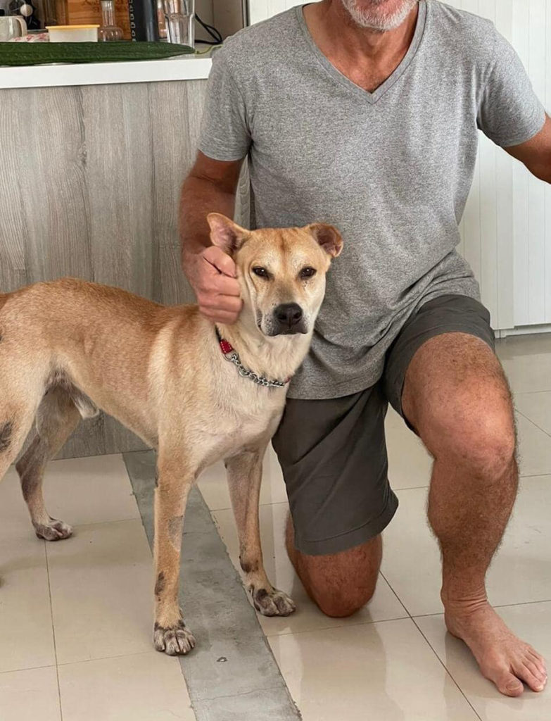 HDB-Approved Dog Seeks New Fosterer Or Adopter, May Be Homeless Come 1 Mar