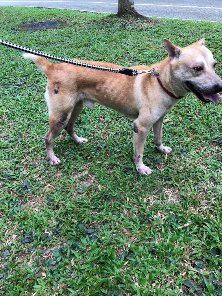HDB-Approved Dog Seeks New Fosterer Or Adopter, May Be Homeless Come 1 Mar