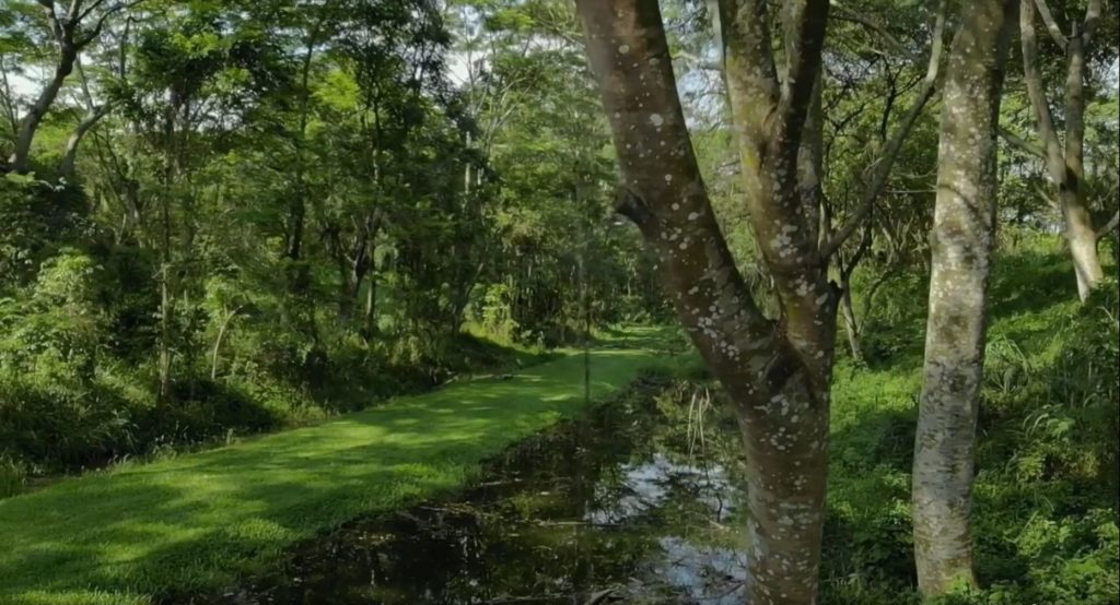 Kranji Woodlands Forest Has Large Patches Cleared, Nature Lovers Say ...