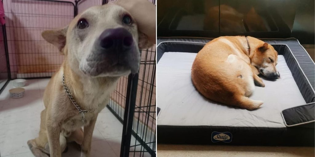 HDB-Approved Dog Seeks New Fosterer Or Adopter, May Be Homeless Come 1 Mar