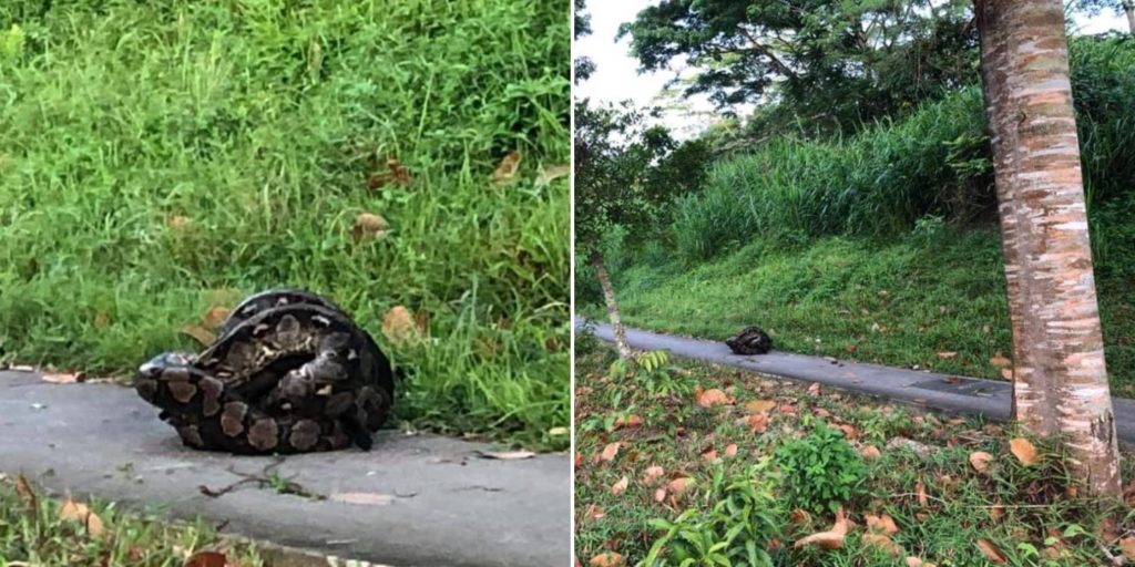 Gigantic Python Spotted Along Mandai Road, Netizens Wonder If It's ...