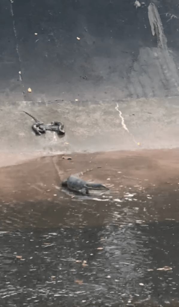 Monitor Lizard Chomps Down On Python At Ulu Pandan, Crowds Gather To ...