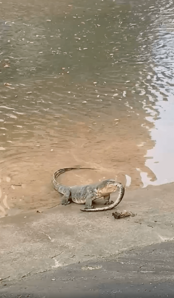 Monitor Lizard Chomps Down On Python At Ulu Pandan, Crowds Gather To ...