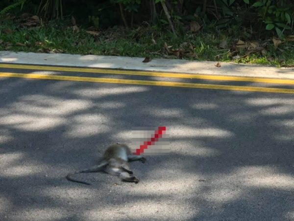 Monkey At Old Upp Thomson Road Becomes Roadkill, Netizens Urge Drivers ...