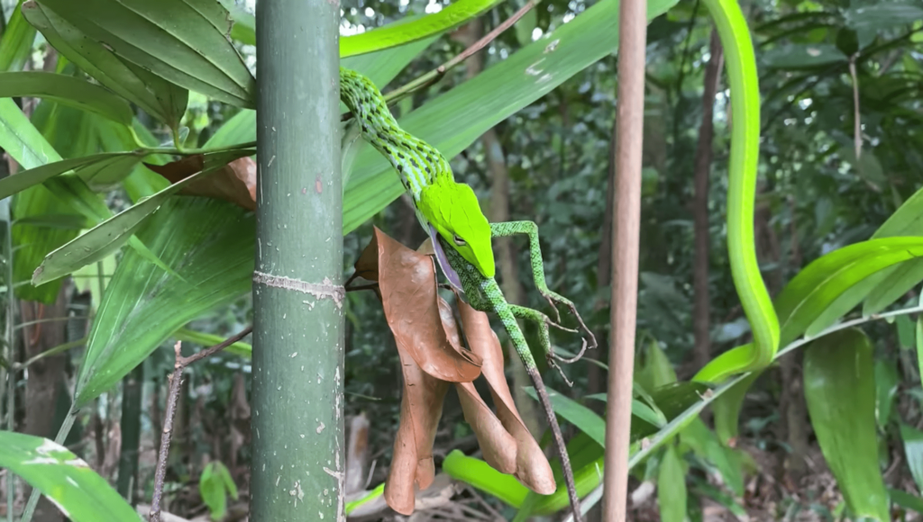 Emerald Snake Swallows Lizard Whole At Sungei Buloh In Stunning Nat Geo ...