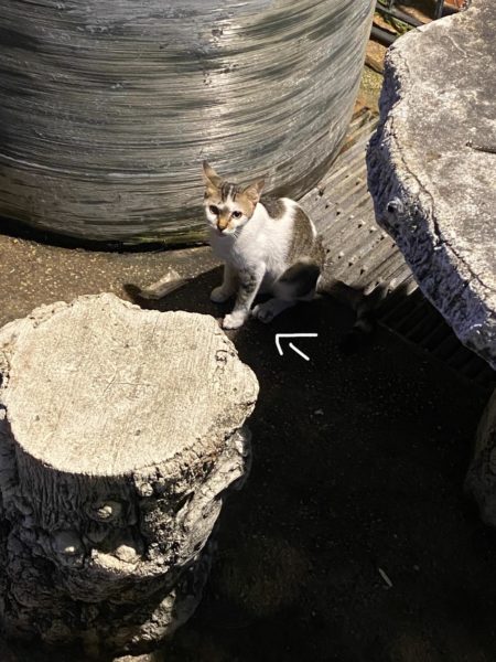 Limping Cat In Punggol Spotted With Fish Hook In Its Paw, Netizen Asks ...