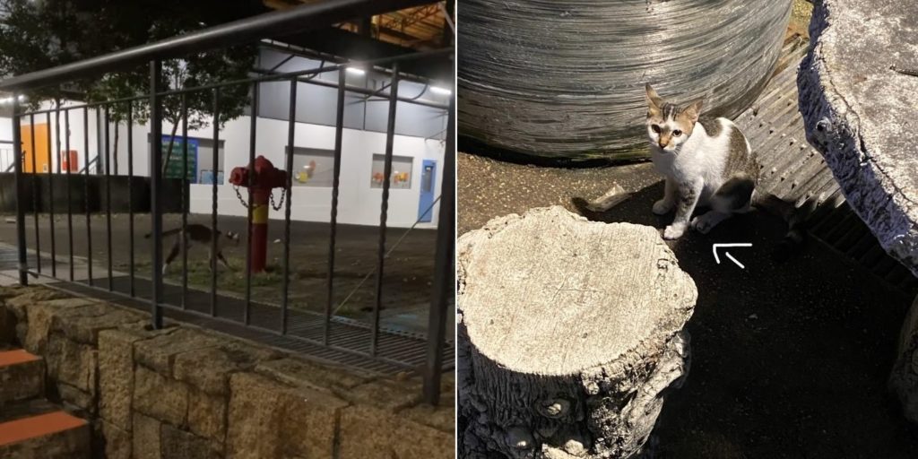 Limping Cat In Punggol Spotted With Fish Hook In Its Paw, Netizen Asks ...