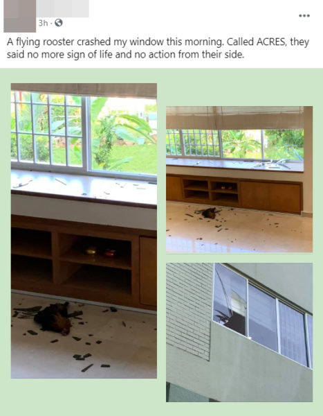 Rooster Crashes Into Clementi House, Breaks Window & Passes Away