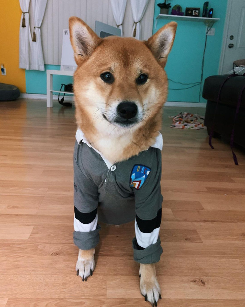 These Shiba Inu Macarons Dressed In Lion Dance Costumes Come With Extra ...