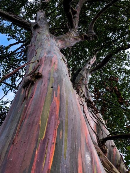 Tree With Rainbow Bark Found In Katong, Looks Like Melted Paddle Pop