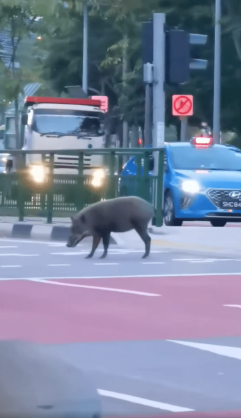 Wild Boar Attacks Punggol Resident & NParks Officer On 26 Feb, Gets ...