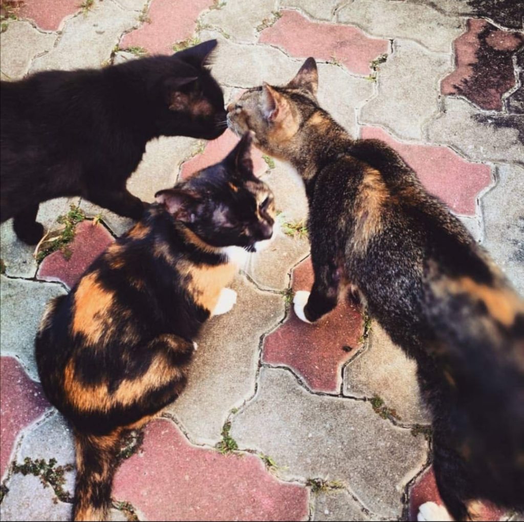 Boon Lay Community Cat Allegedly Thrown From Height, Netizen Seeks ...