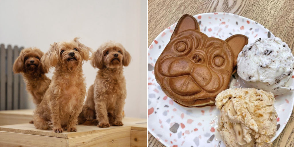Café In Little India Lets You Cuddle With Doggos While Munching On A ...