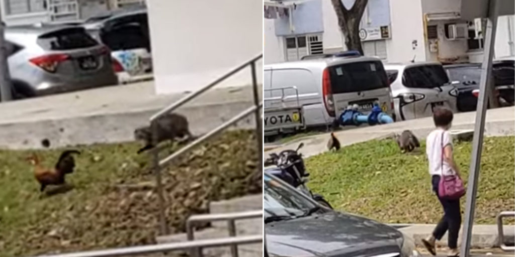 Cat Chases Rooster At Boon Lay, Netizens Say They Look Like Tom & Ayam