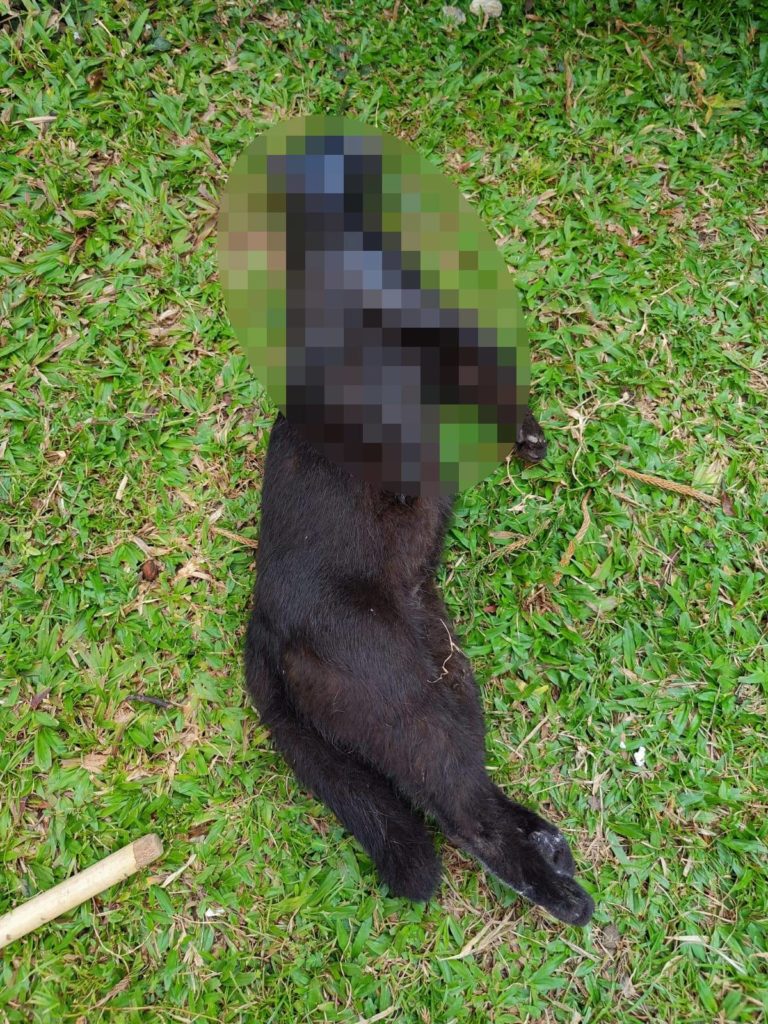 Python Tries To Swallow Jurong West Community Cat Halfway & Leaves ...