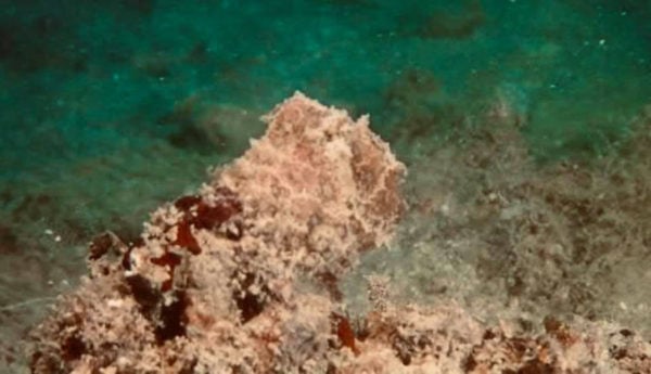 Blue-Ringed Octopus Spotted At Pulau Hantu, It's A Smol Creature With ...