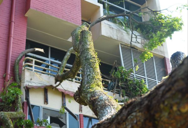 Tree Collapses On Bukit Timah Condo & Damages Several Units, Luckily No ...