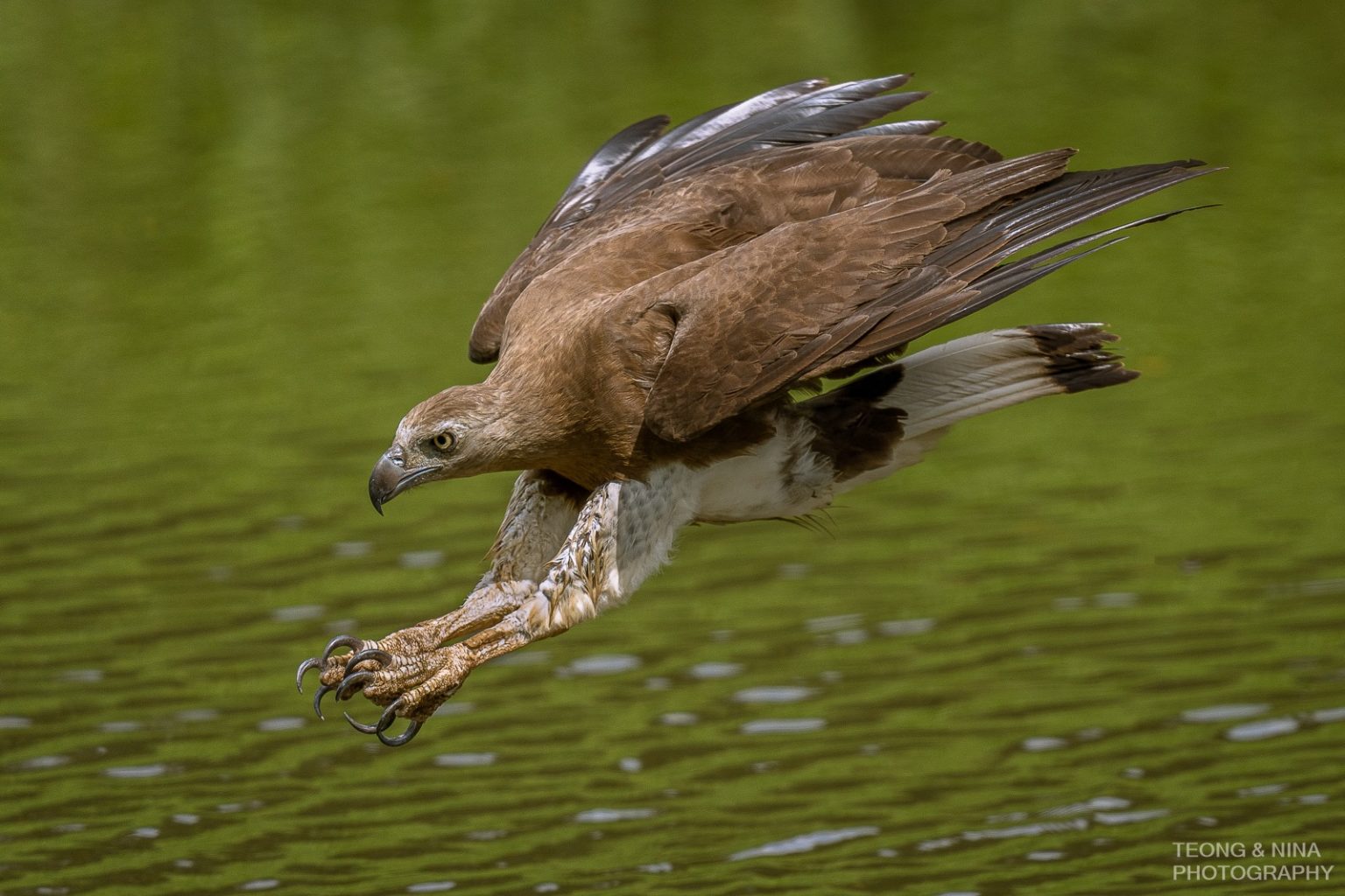 Photographer Captures Epic Moment As Eagle Preys On Fish At Ulu Pandan ...