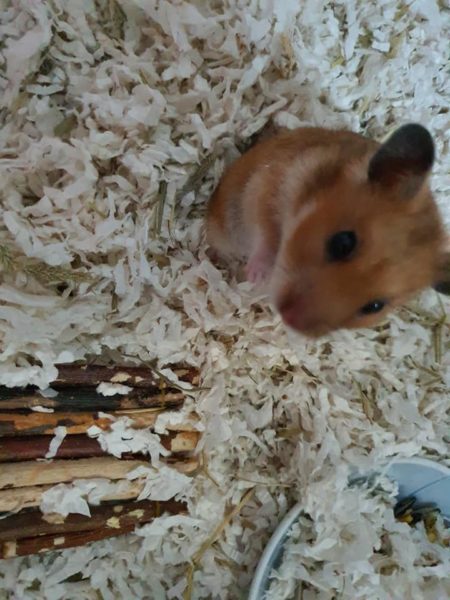 Naughty Hamster Nibbles On Owner's $50 Bill, She Seeks Advice On How To ...