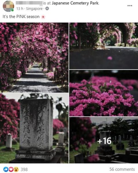 Hougang Japanese Cemetery Park Covered In ‘Sakura Blooms’, A Beautiful ...