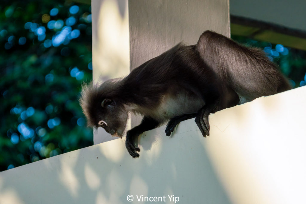 Monkey Explores S'pore Carpark & Admires Its Reflection, Reminds Us Of ...