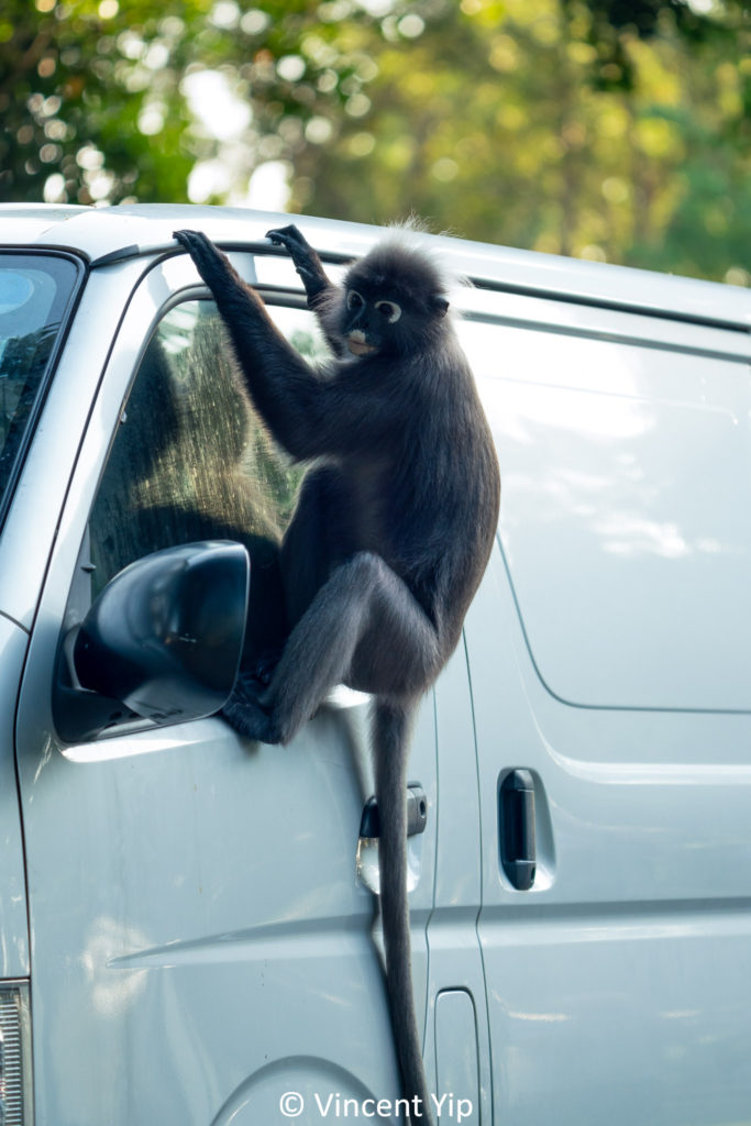 Monkey Explores S'pore Carpark & Admires Its Reflection, Reminds Us Of ...