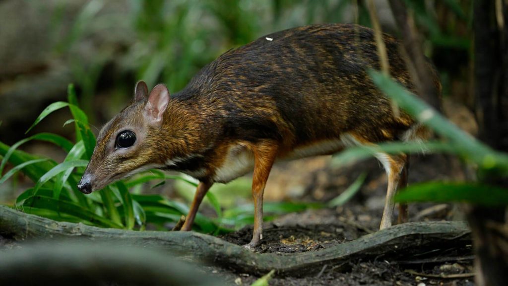 S'pore Hiker Spots Tiny Mousedeer At Chestnut Nature Park, Netizens ...