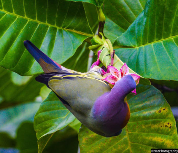 Majestic Purple Pigeon With Orange Chest Seen At Sungei Buloh, It Looks ...