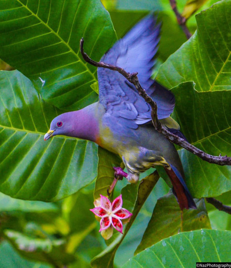 Majestic Purple Pigeon With Orange Chest Seen At Sungei Buloh, It Looks ...