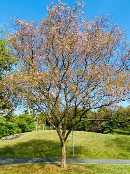 Colourful Flowers Bloom Across S’pore, As If Spring Has Arrived At Our ...