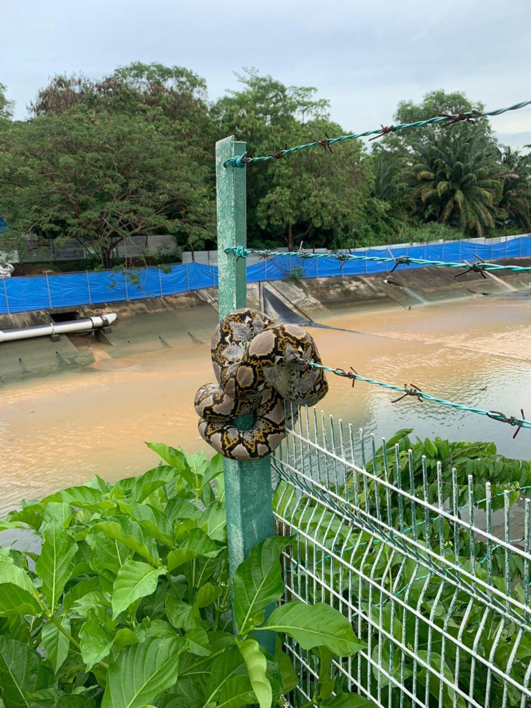 Massive Python Coils Around Fence Near Downtown East, It's Likely ...