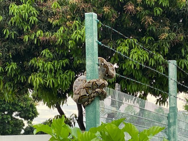 Massive Python Coils Around Fence Near Downtown East, It's Likely ...